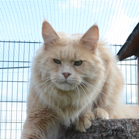 BABIES | Winerau Maine Coon